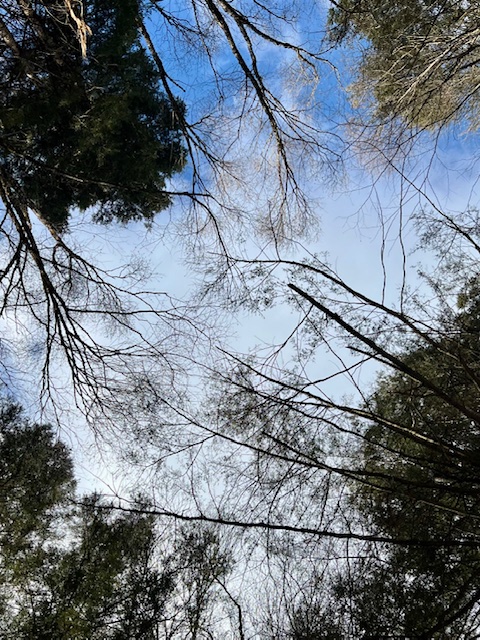 Infinite Possibilities - Forest Stillness