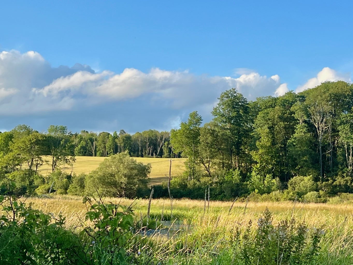 The Nature Sit Spot: Essential Steps - Forest Stillness